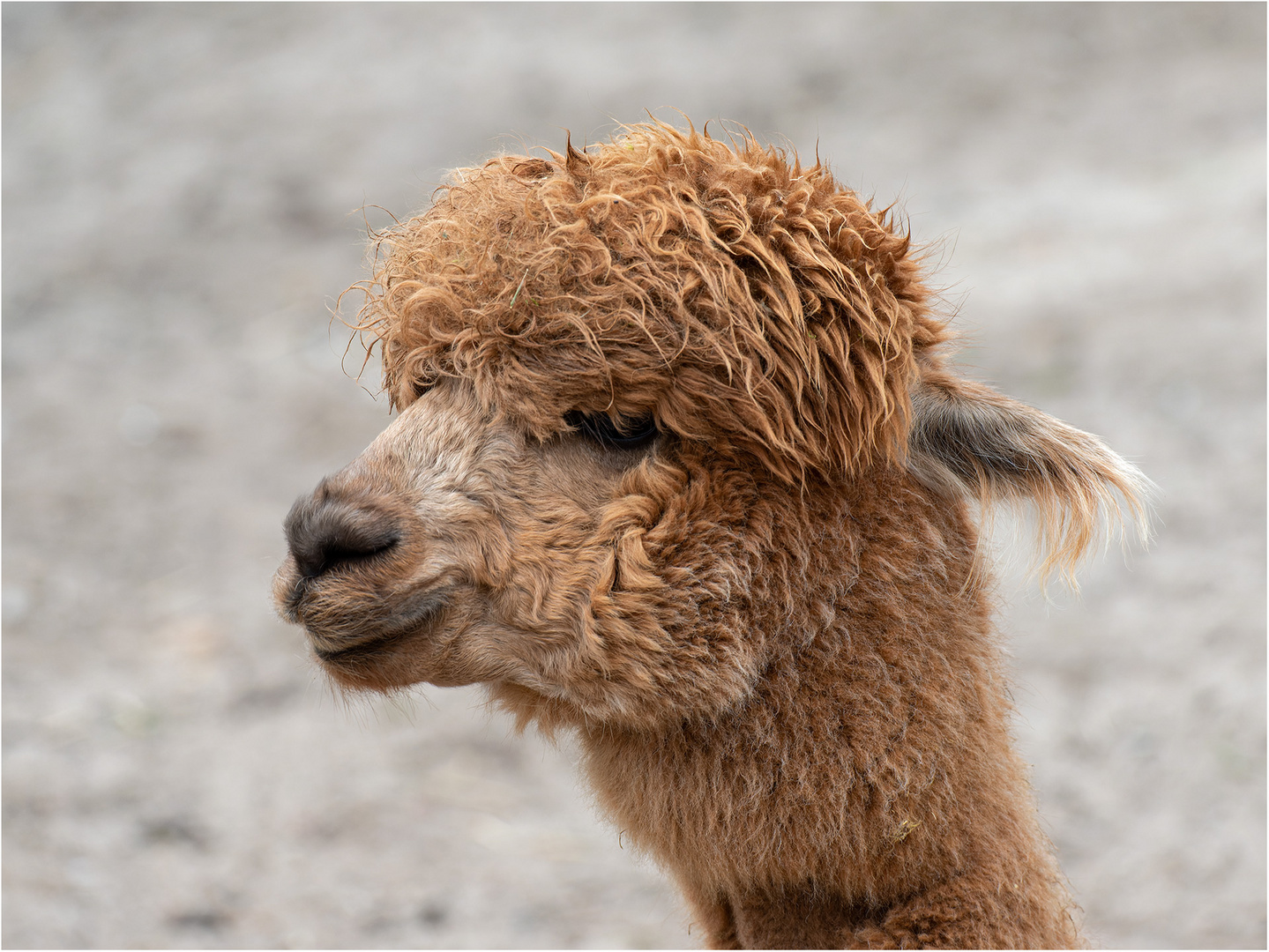 Alpaka Foto & Bild | nature, natur, portrait Bilder auf fotocommunity