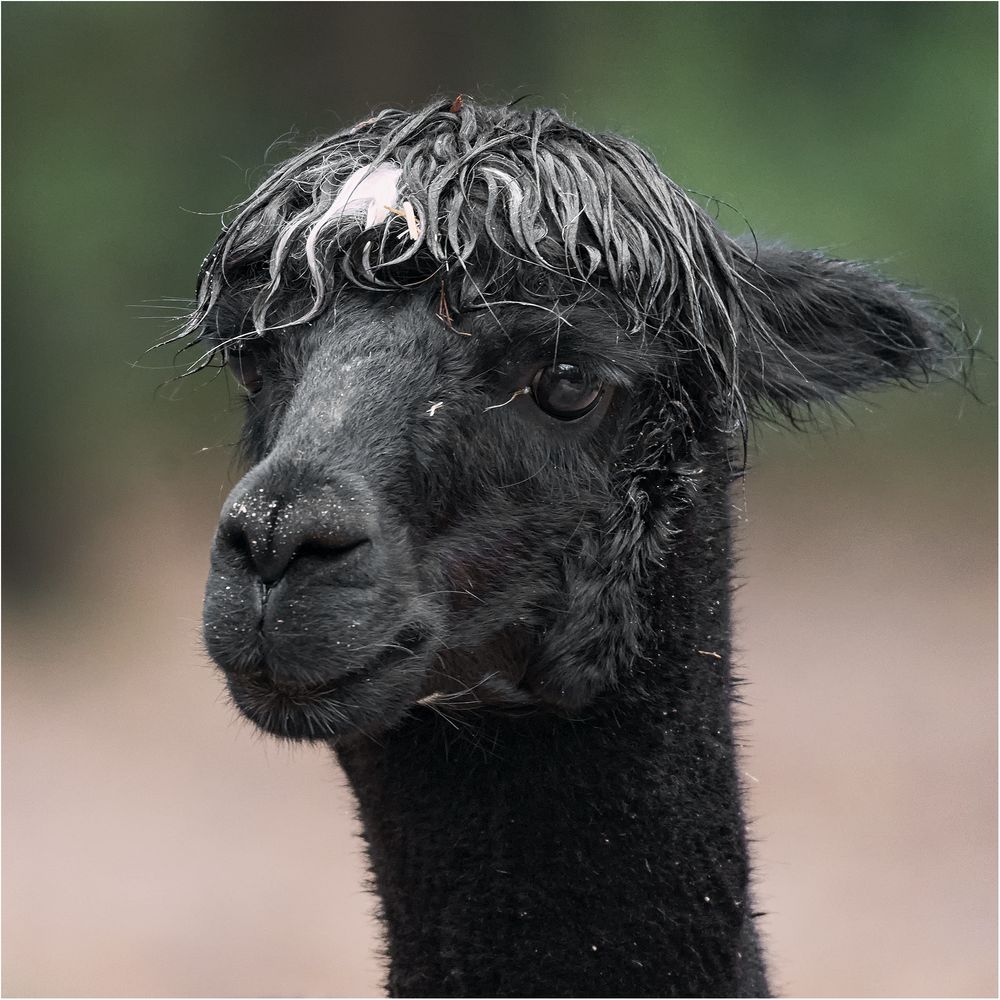 Alpaka Foto & Bild | nature, natur, portrait Bilder auf fotocommunity