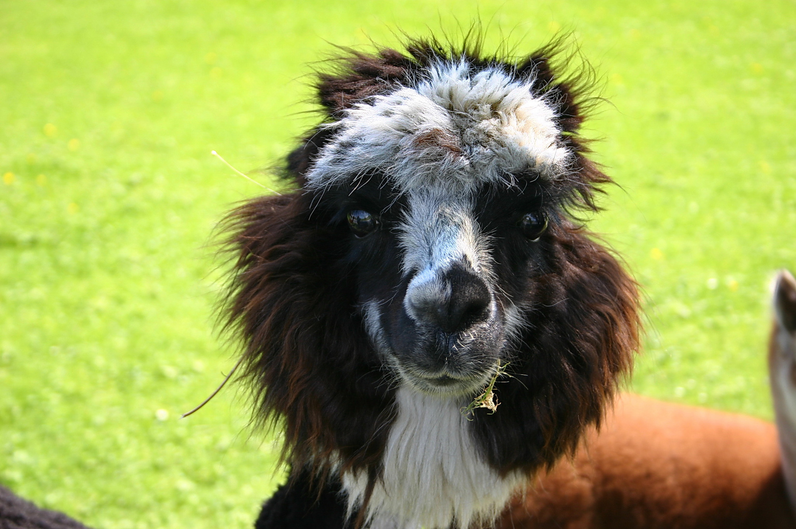 Alpaka Foto & Bild | tiere, tierdetails, natur Bilder auf fotocommunity