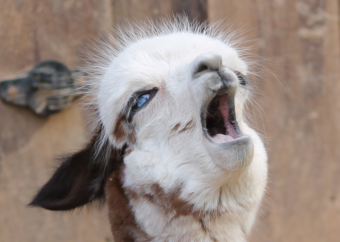 Alpaka Baby im Zoo NK Foto & Bild | tiere, zoo, wildpark & falknerei ...