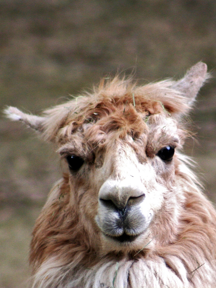 Alpaka Foto & Bild | archiv, tierportrait, archiv 2009 - 2010 Bilder ...