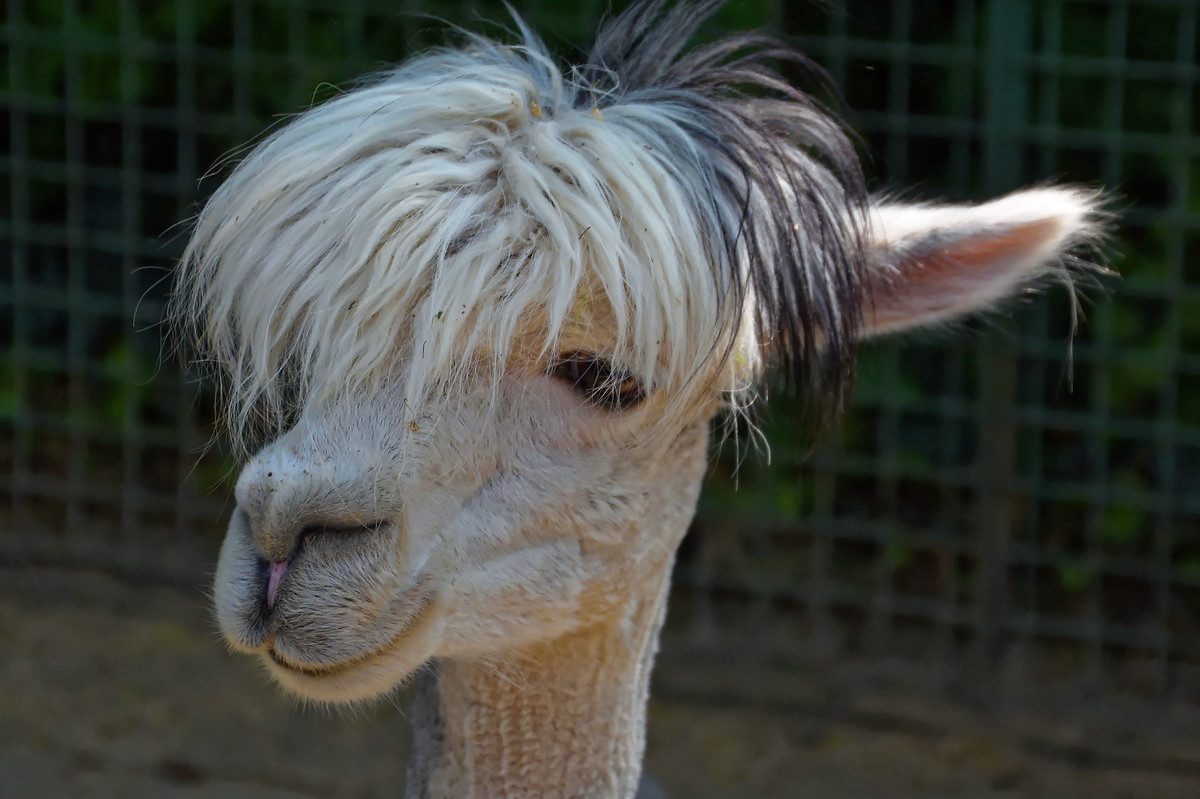 Alpaka Foto & Bild | tiere, zoo, wildpark & falknerei, säugetiere ...