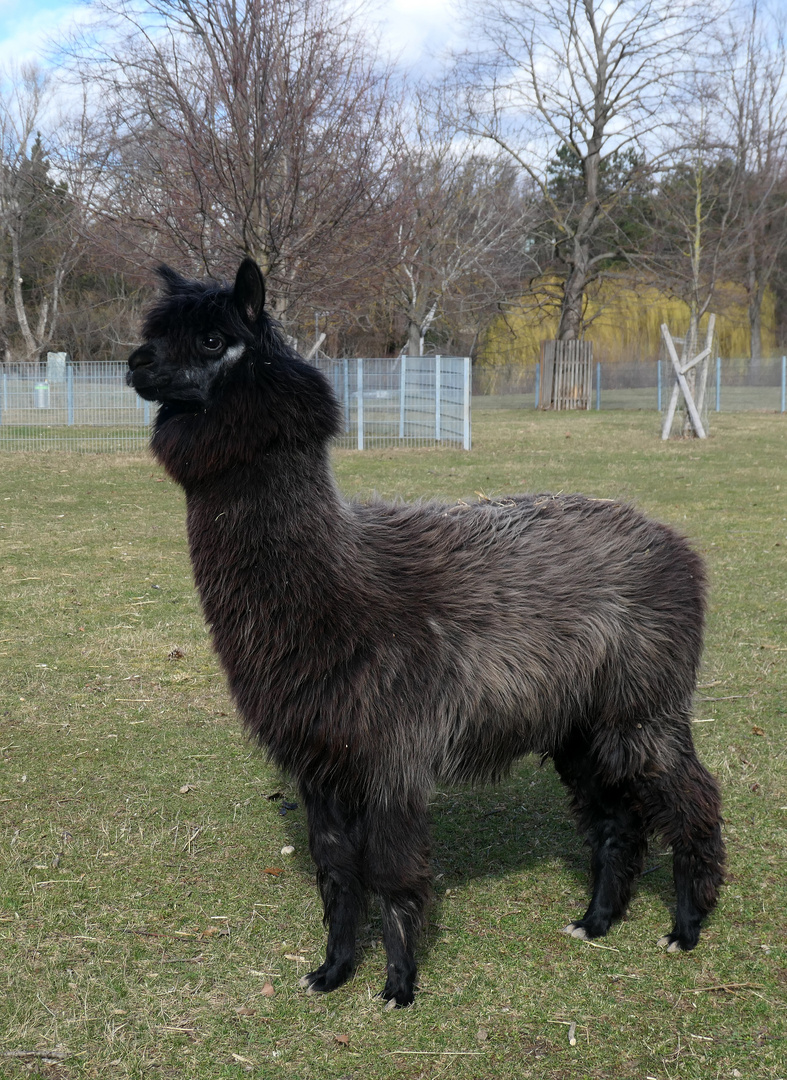 Alpaka Foto & Bild | europe, Österreich, tiere Bilder auf fotocommunity