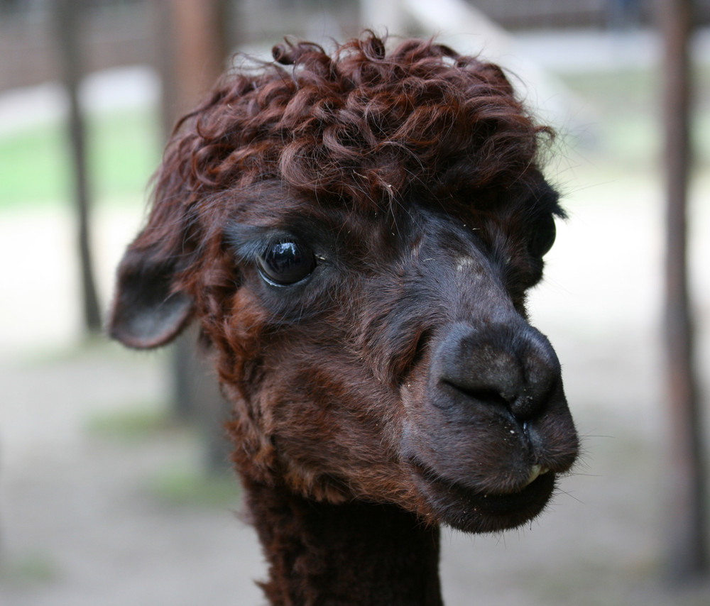 Alpaka mit schönen Locken Foto & Bild | tiere, zoo, wildpark ...