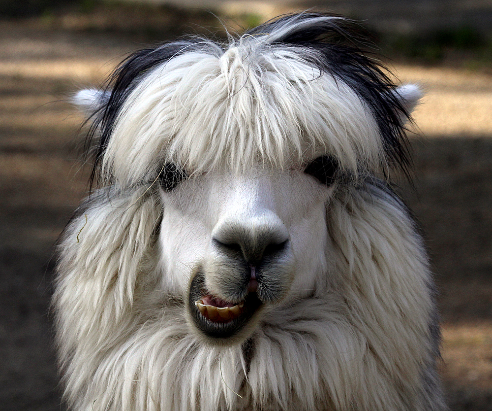 Alpaka-Porträt Foto & Bild | tiere, zoo, wildpark & falknerei ...
