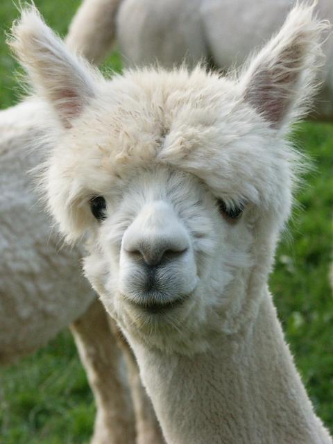 Alpaka-Portrait Foto & Bild | tiere, haustiere, nutztiere Bilder auf ...