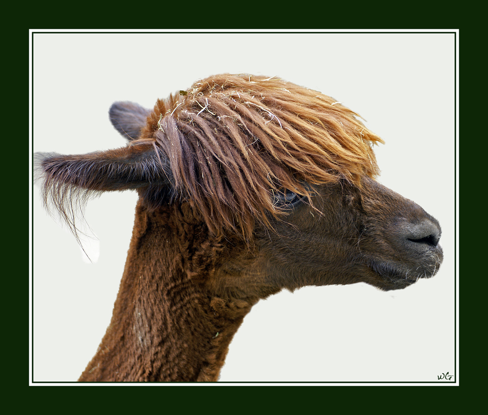 Alpaka-Schönheit mit modischer Frisur Foto & Bild | tiere, zoo ...