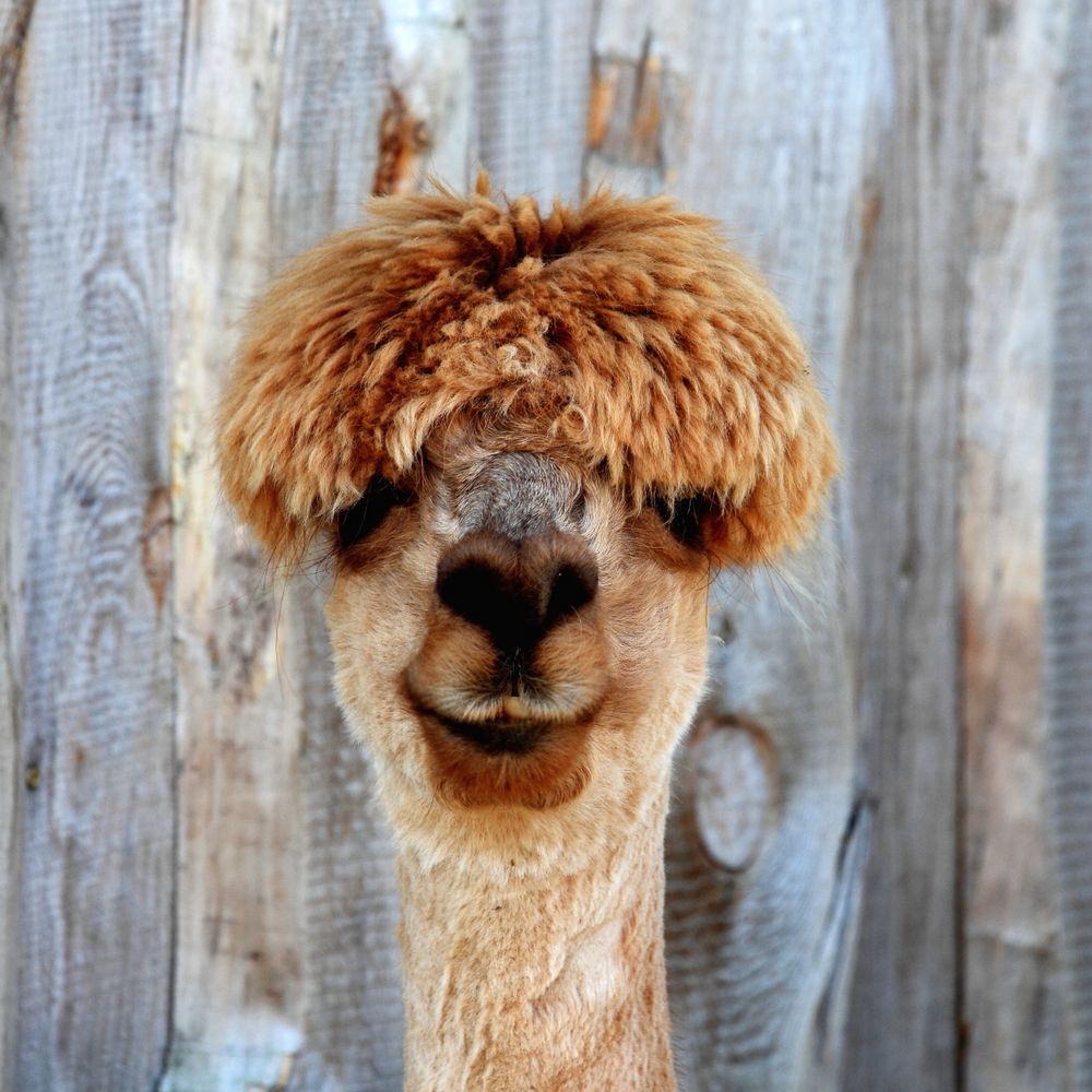 Alpaka (Vicugna pacos) Foto & Bild | tiere, wildlife, säugetiere Bilder auf fotocommunity