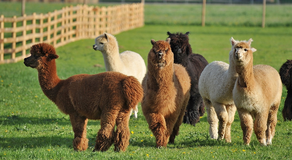 Alpakas Foto & Bild | tiere, alpaka, natur Bilder auf fotocommunity