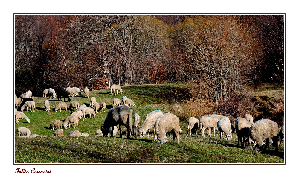al...pascolo.... Foto % Immagini| animali, animali domestici e da ...