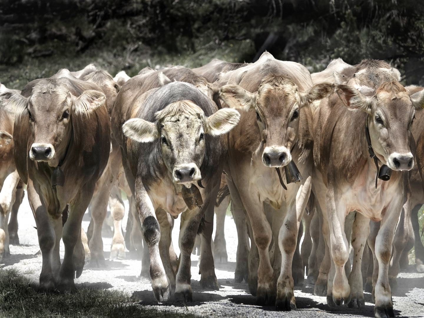 Alpaufzug Foto & Bild | tiere, tierdetails, natur Bilder auf fotocommunity