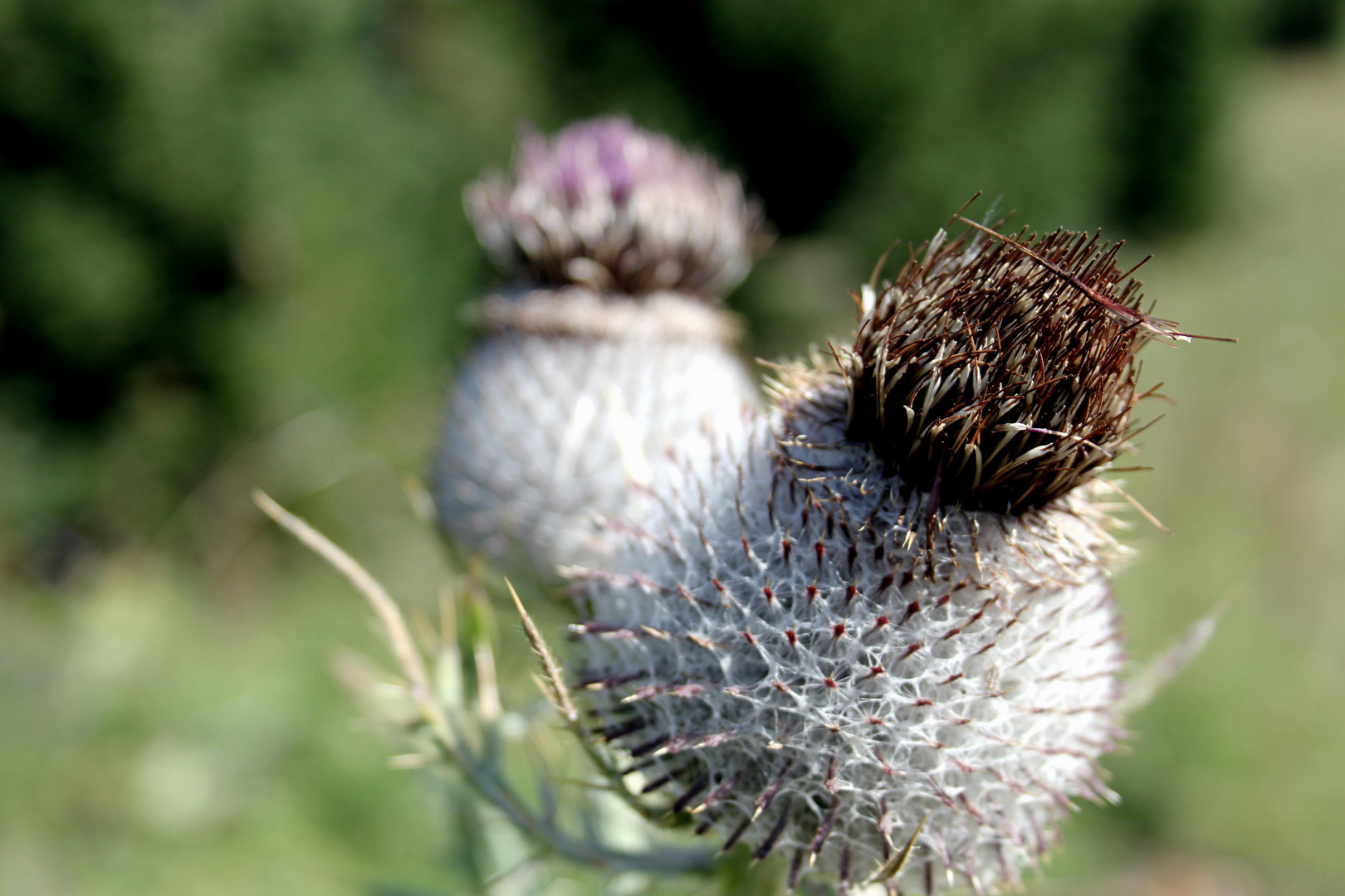 Alpen Diestel Foto & Bild | pflanzen, pilze & flechten, landschaft ...
