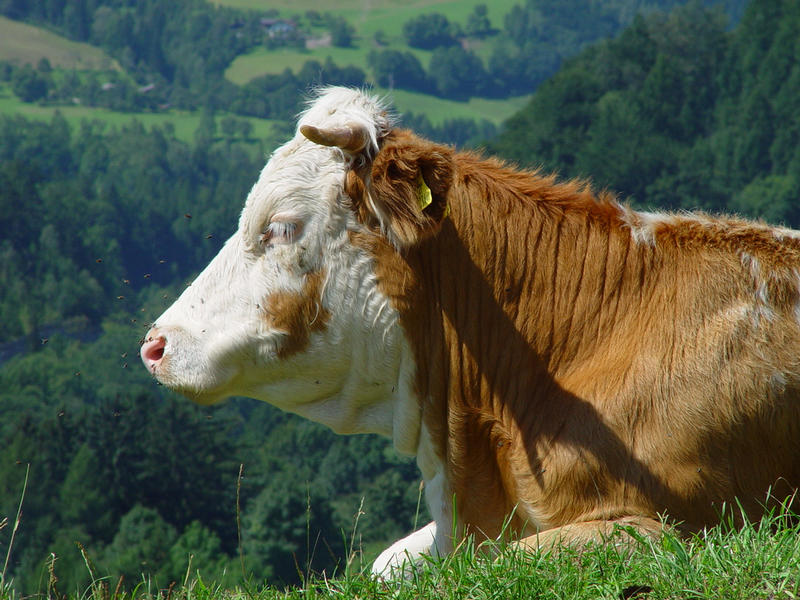 Alpen - Kuh Foto & Bild | europe, Österreich, world Bilder auf ...