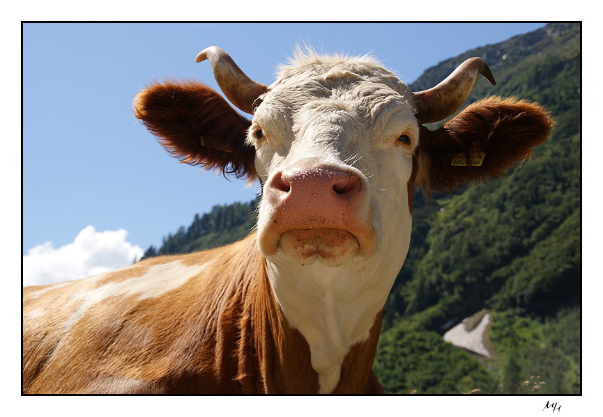 Alpen-Kuh Foto & Bild | europe, Österreich, tirol Bilder auf fotocommunity