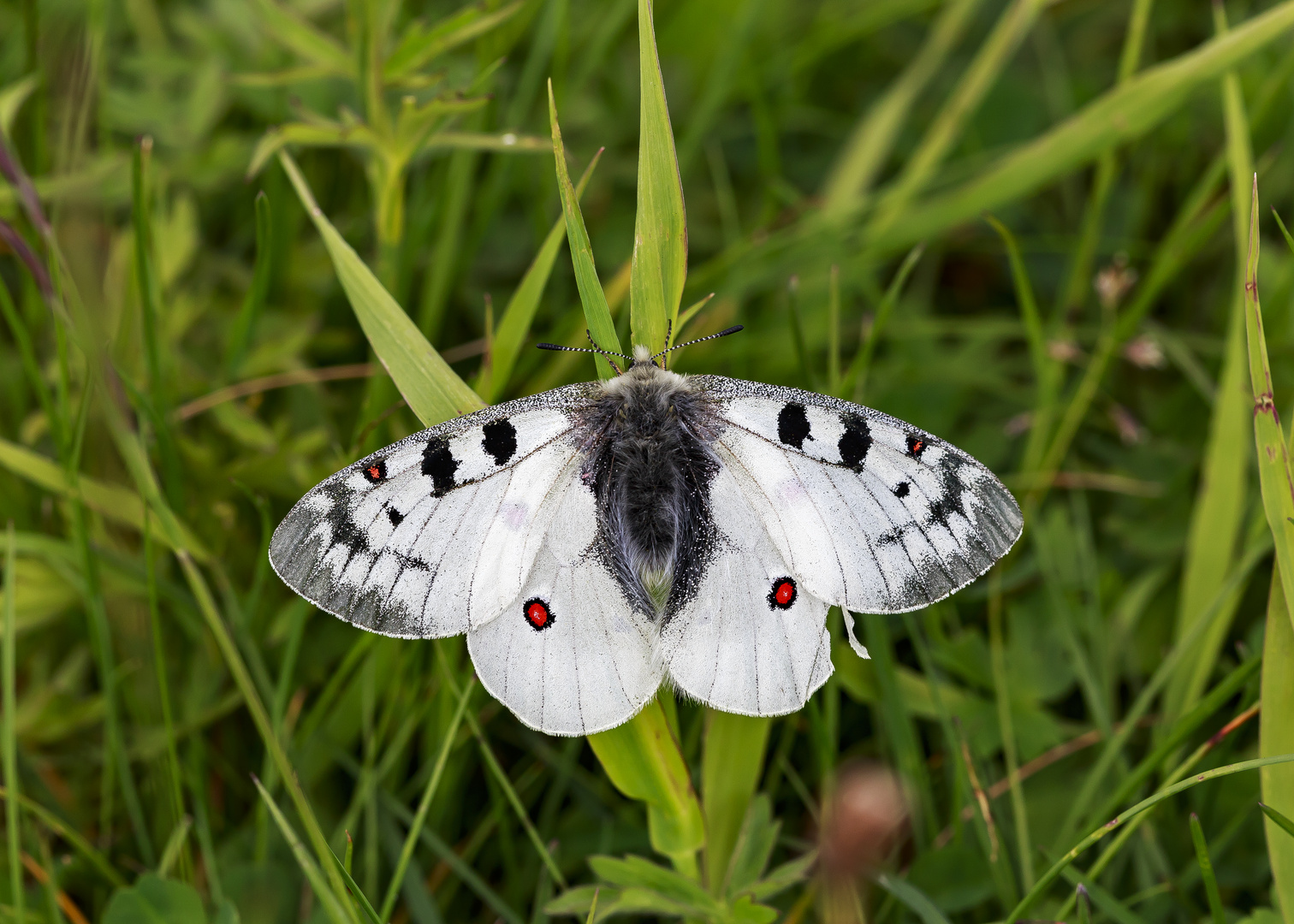 Alpen_Apollofalter Foto & Bild | tiere, wildlife, schmetterlinge Bilder ...