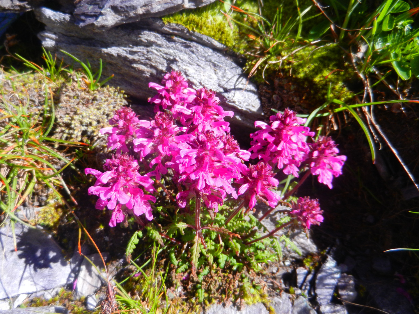 Alpenblume Foto & Bild | pflanzen, pilze & flechten, blüten ...