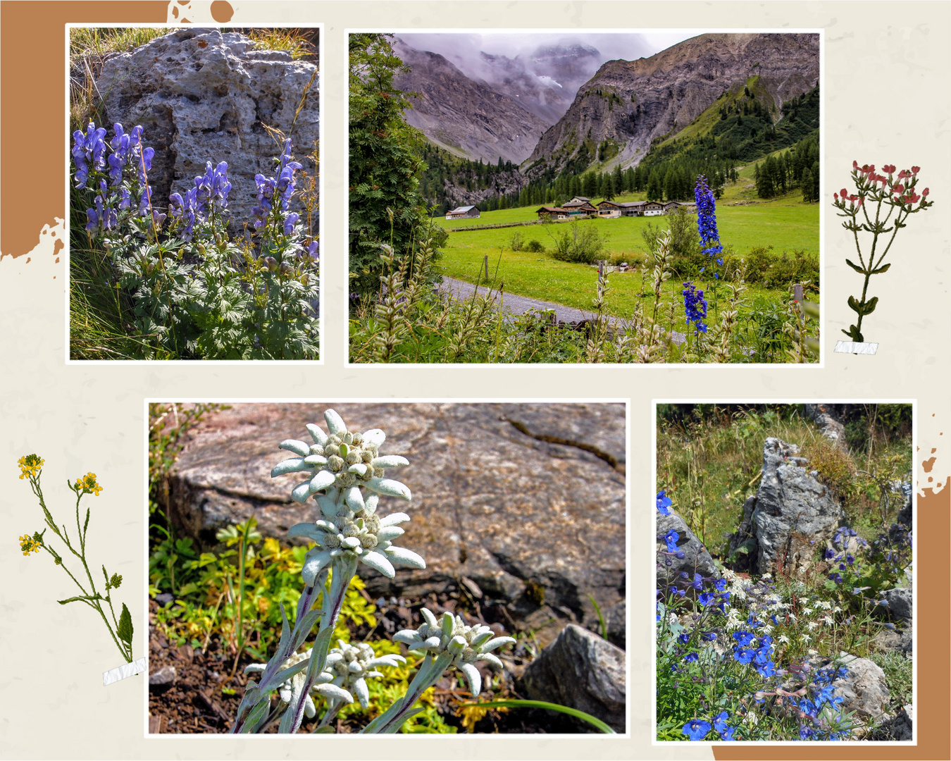 Alpenblumen Foto & Bild | europe, pflanzen, pilze & flechten, blüten ...