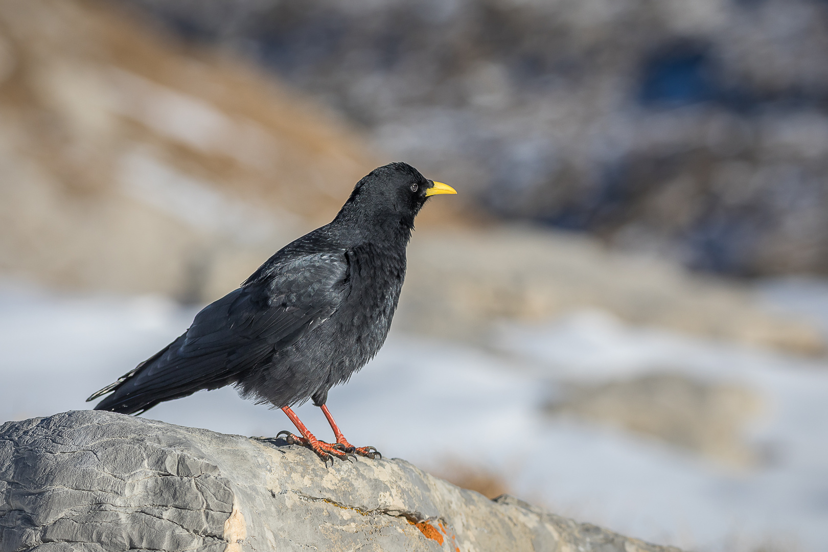 Alpendohle Foto & Bild | tiere, wildlife, wild lebende vögel Bilder auf ...