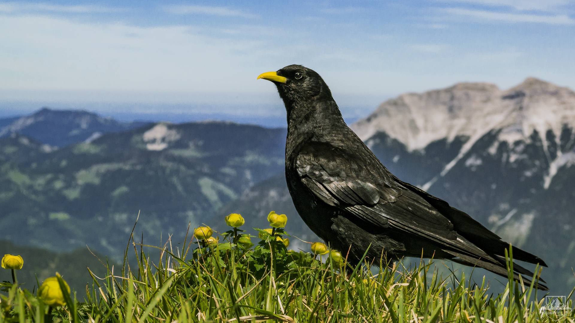 Alpendohle Foto & Bild | tiere, wildlife, wild lebende vögel Bilder auf ...