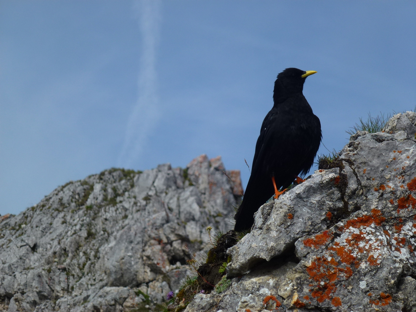 Alpendohle Foto & Bild | tiere, wildlife, wild lebende vögel Bilder auf ...