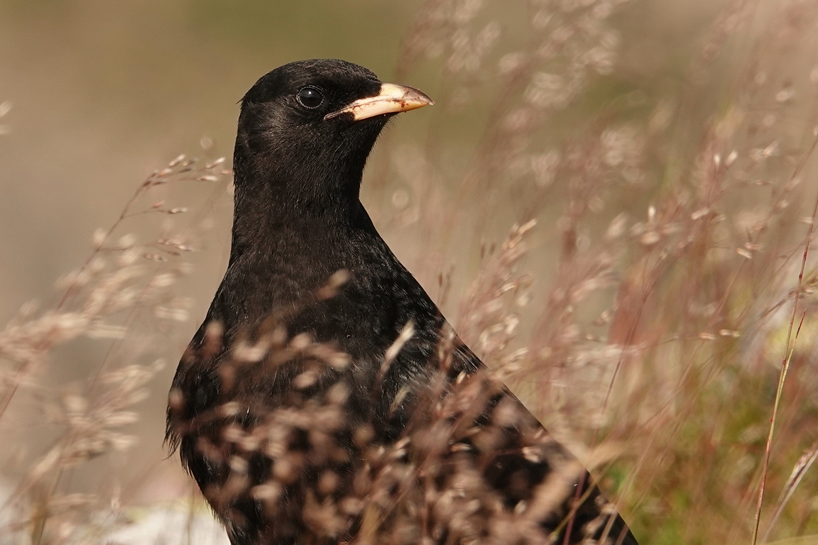 Alpendohle Foto & Bild | tiere, wildlife, wild lebende vögel Bilder auf ...