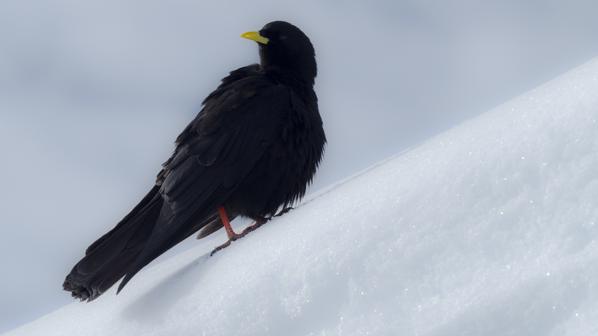 Alpendohle Foto & Bild | schnee, natur, tiere Bilder auf fotocommunity
