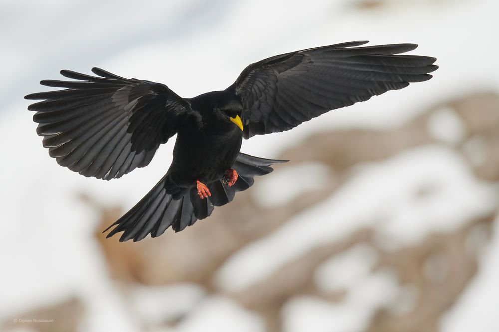 Alpendohle Foto & Bild | tiere, wildlife, wild lebende vögel Bilder auf ...