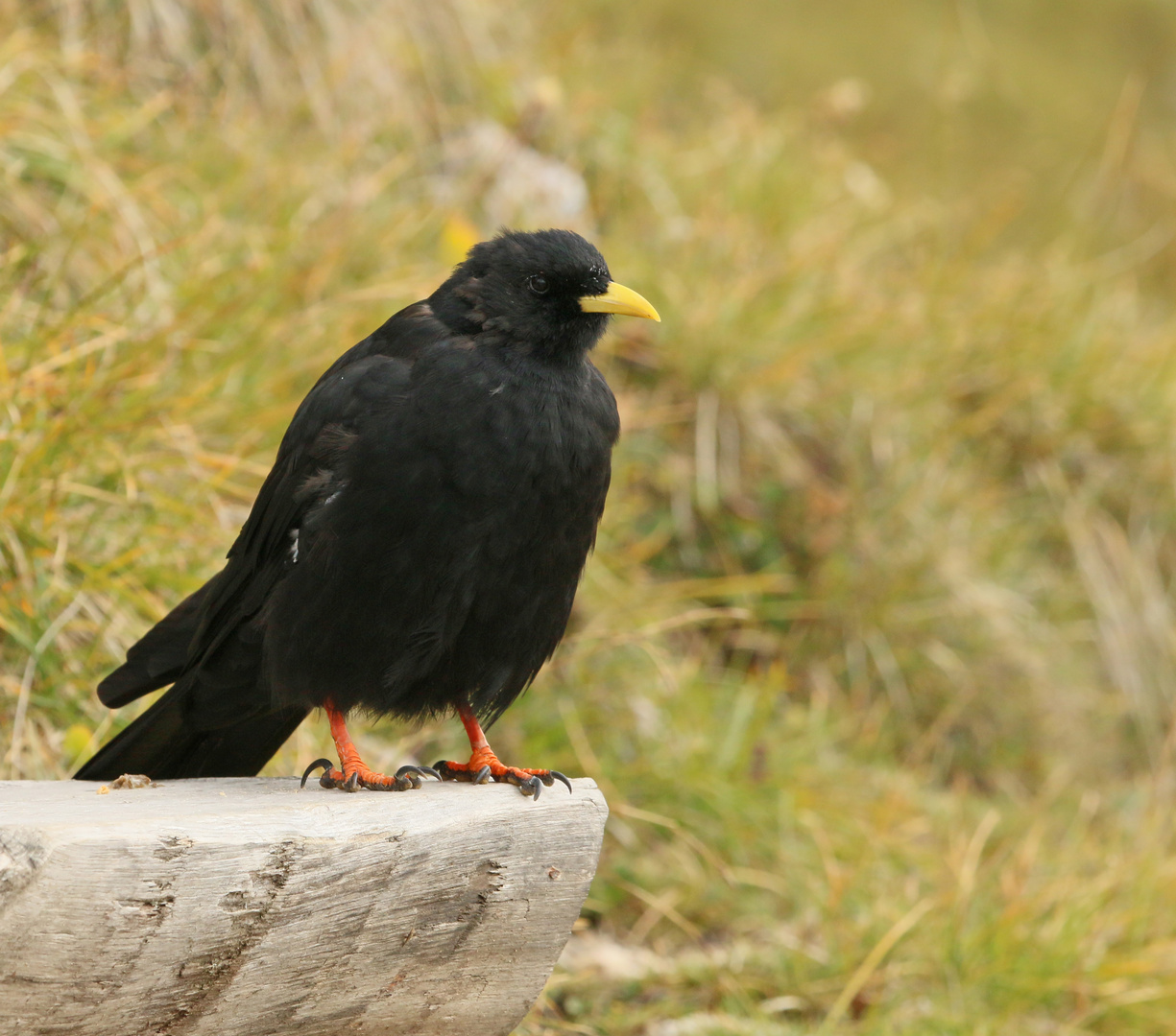 Alpendohle Foto & Bild | natur, landschaft, tiere Bilder auf fotocommunity