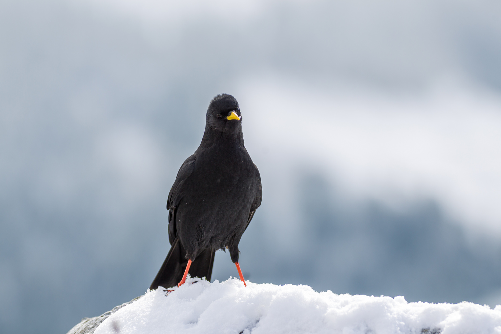 Alpendohle Foto & Bild | tiere, wildlife, wild lebende vögel Bilder auf ...