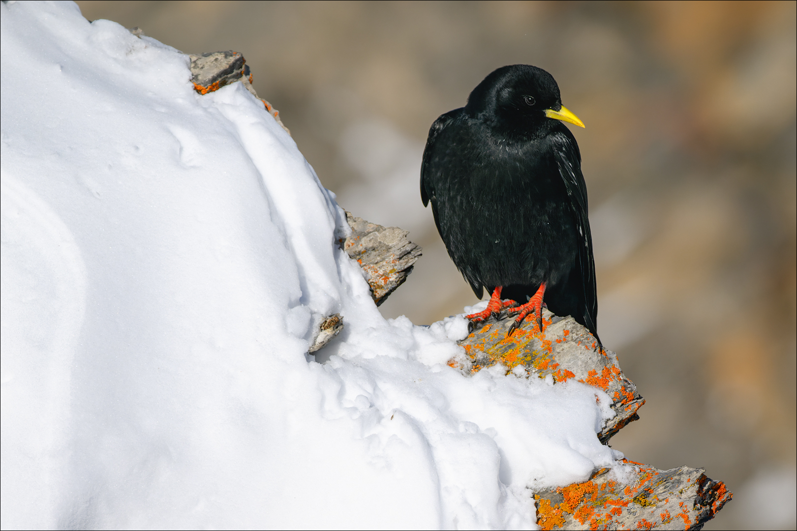 Alpendohle Foto & Bild | tiere, wildlife, wild lebende vögel Bilder auf ...