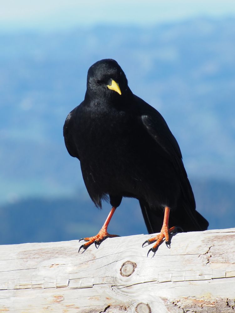 Alpendohle Foto & Bild | europe, schweiz & liechtenstein, tiere Bilder ...