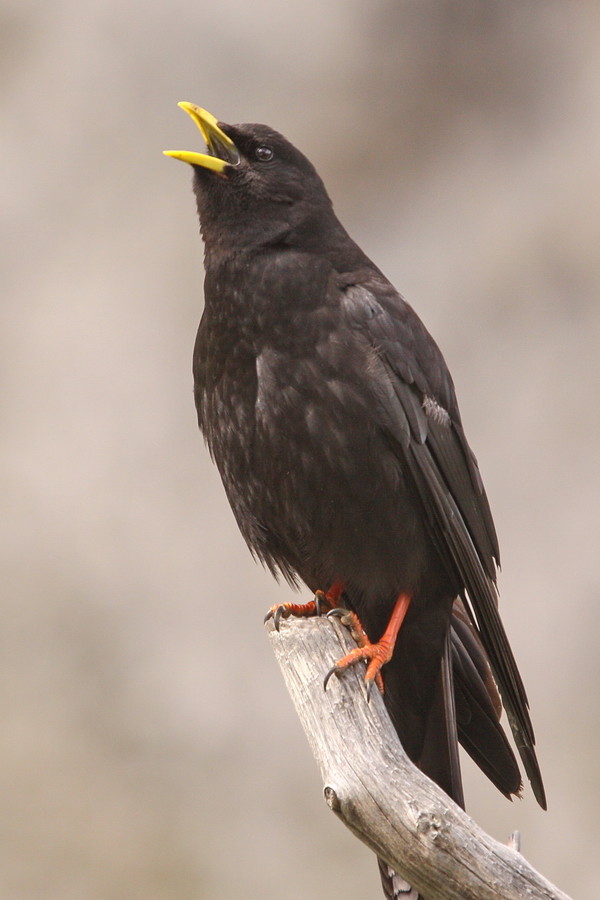 Alpendohle ( Pyrrhocorax graculus ) Foto & Bild | tiere, wildlife, wild ...
