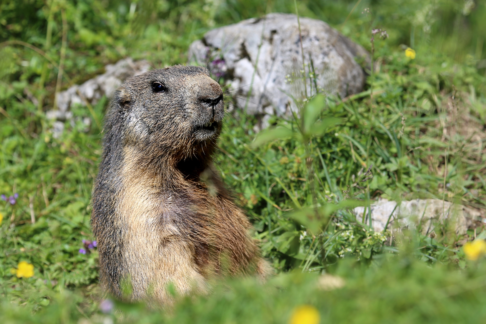 Alpenmurmeltier Foto & Bild | natur, tiere, wildlife Bilder auf ...