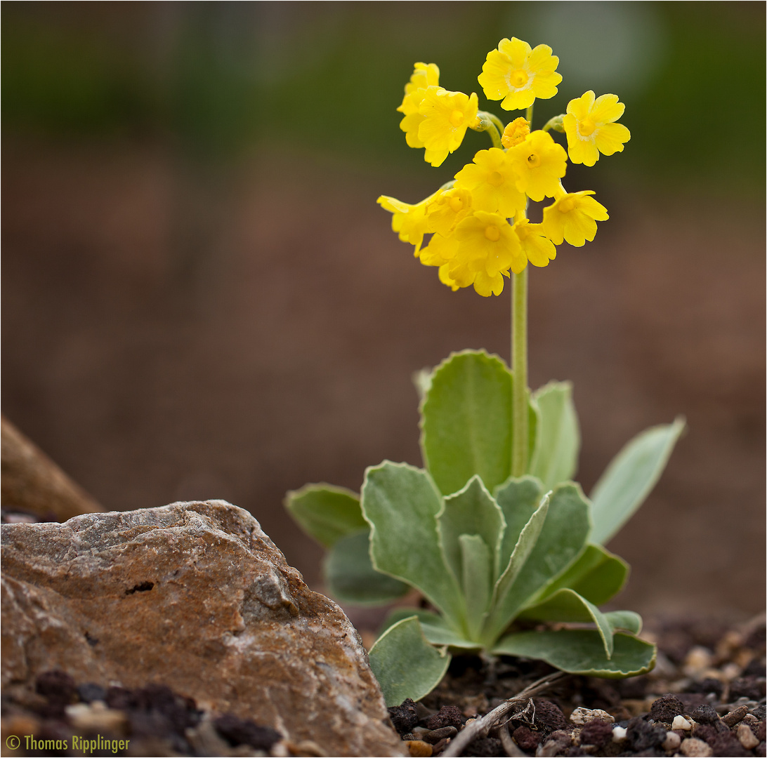 Alpenprimel Foto & Bild | pflanzen, pilze & flechten, blüten ...