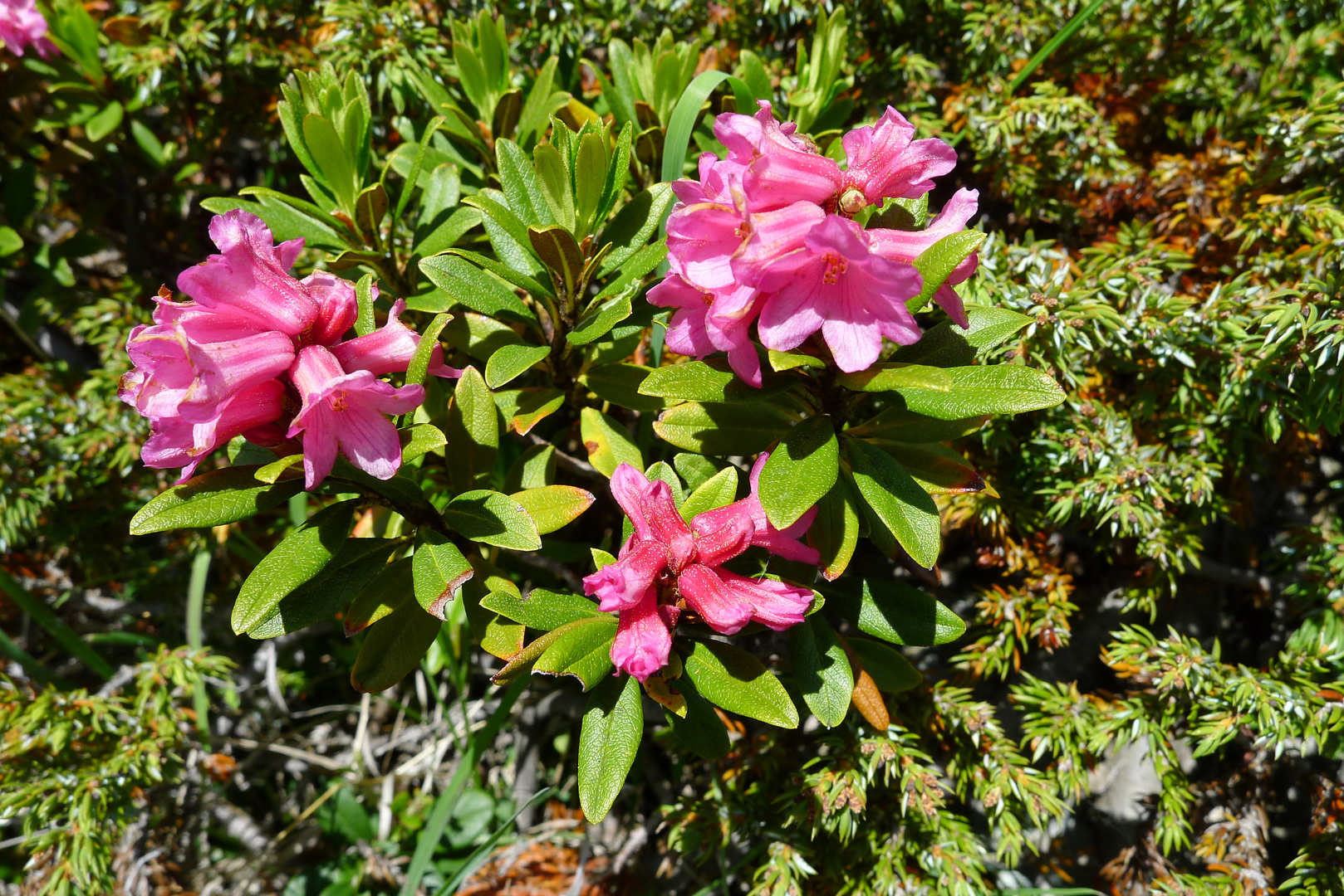 Alpenrose Foto & Bild | europe, abstraktes, italy, vatican city, s ...