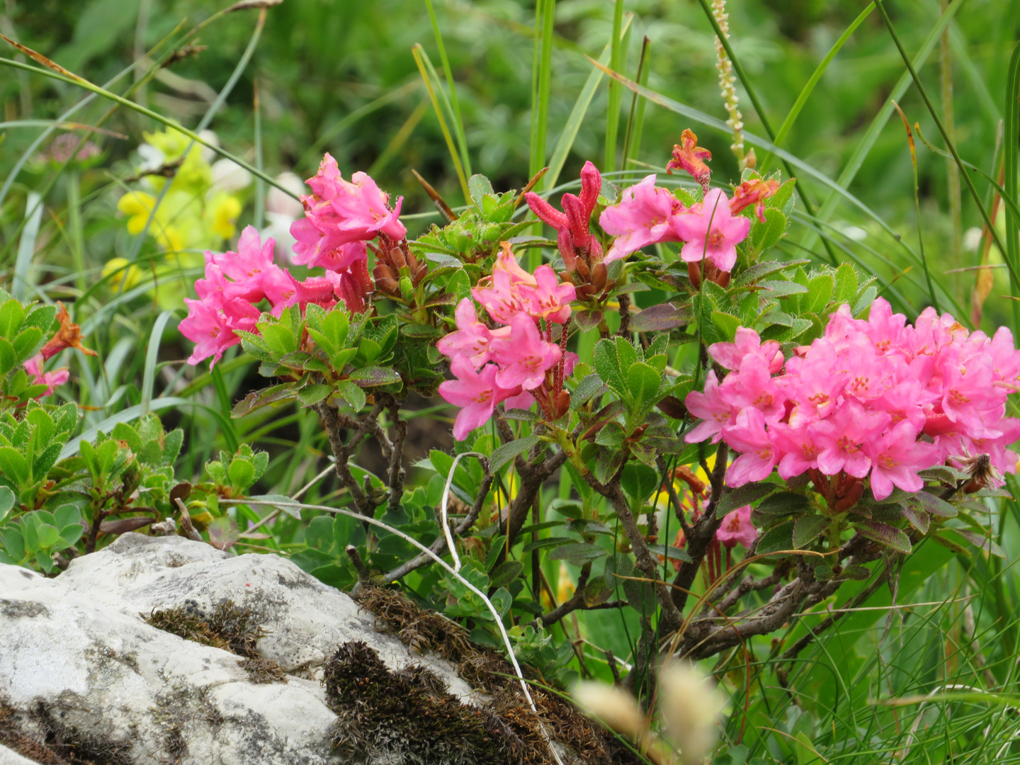 Alpenrosen Foto & Bild | blumen und bäume, natur, pflanzen Bilder auf ...