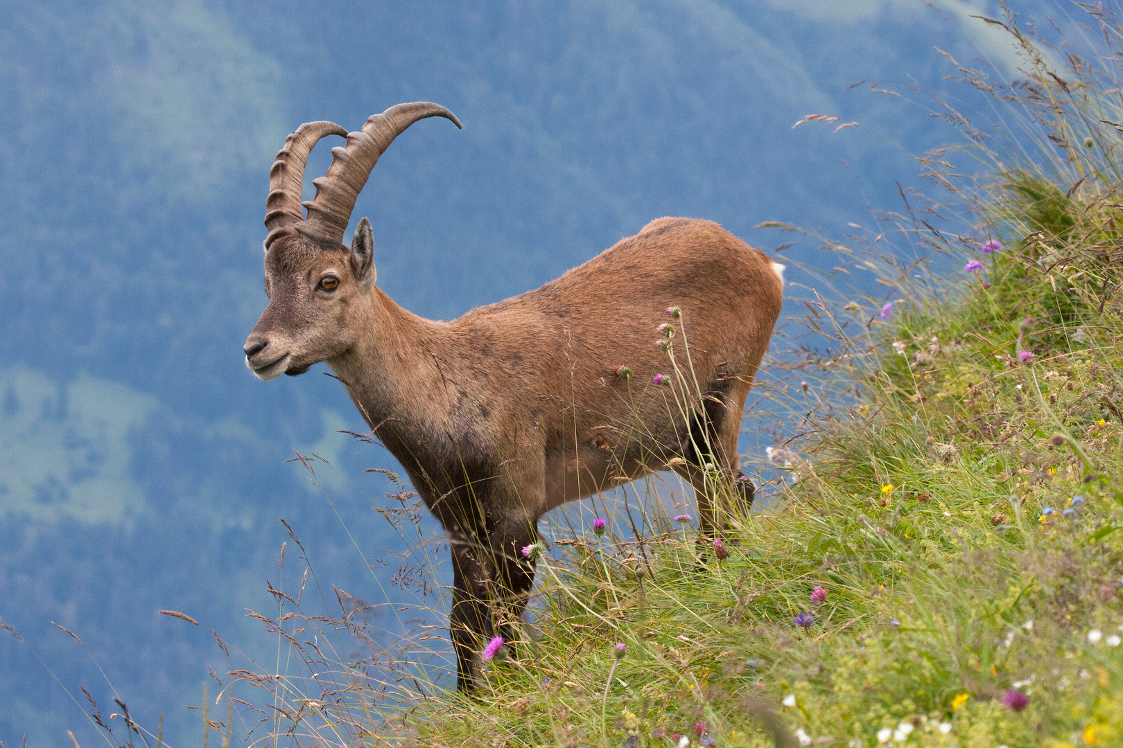 Alpensteinbock (Capra ibex) Foto & Bild | tiere der alpen, jury-voting ...
