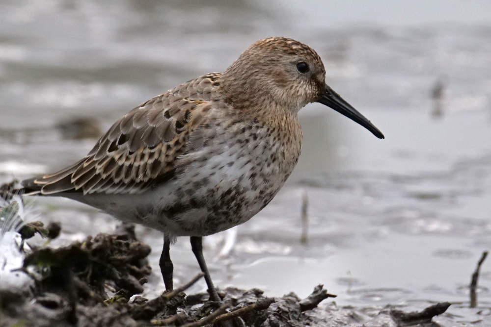 Alpenstrandläufer (Calidris alpina) Foto & Bild | tiere, wildlife, wild ...