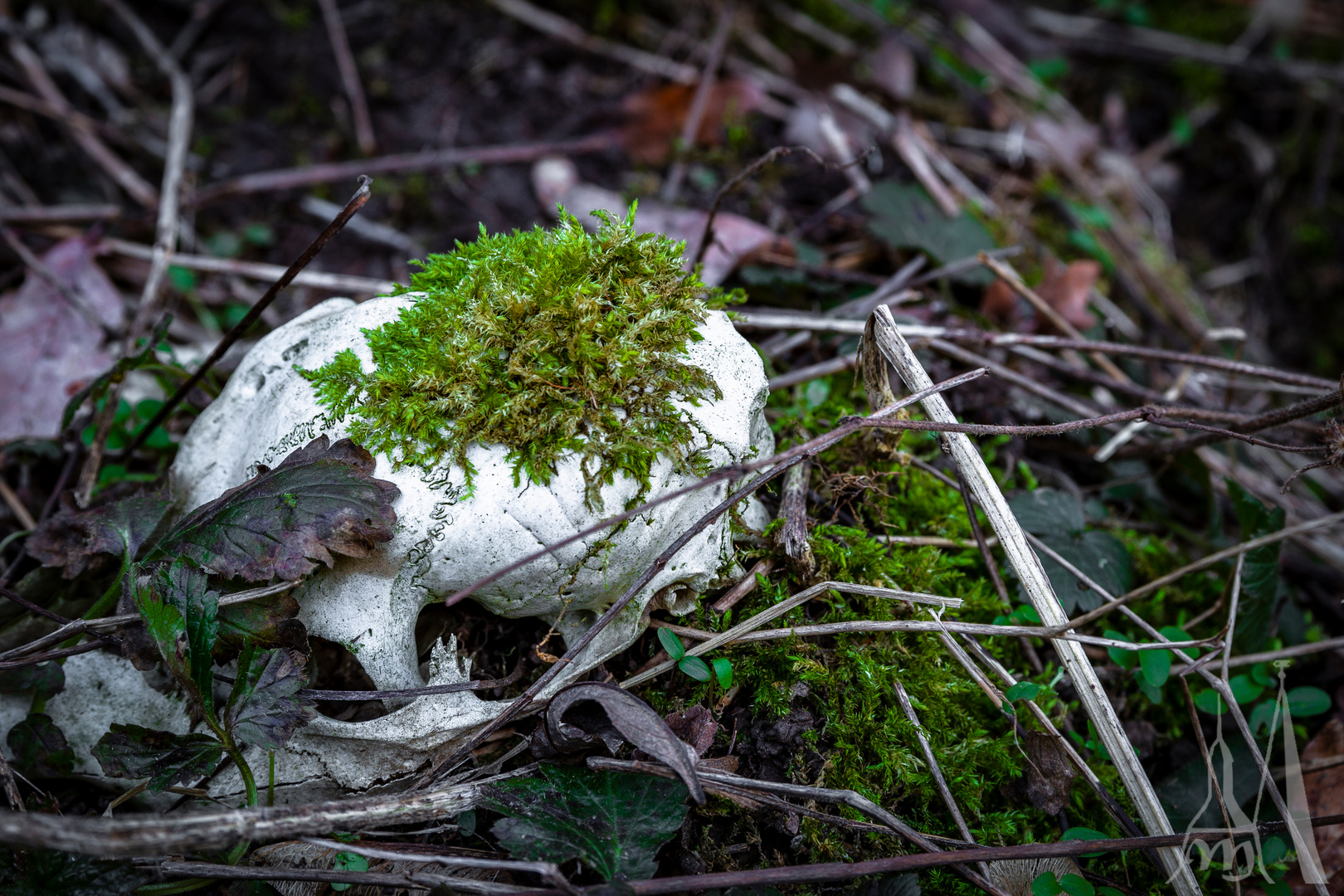 Alpha und Omega Foto & Bild | leben, tot, moos Bilder auf fotocommunity