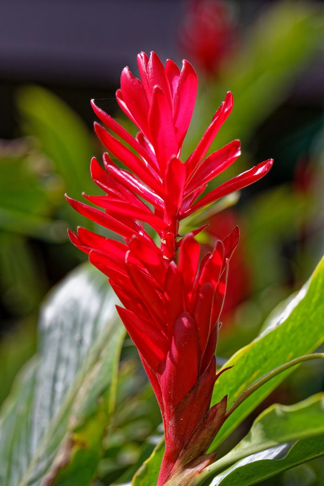 Alpinia purpurata Foto & Bild | north america, central america ...
