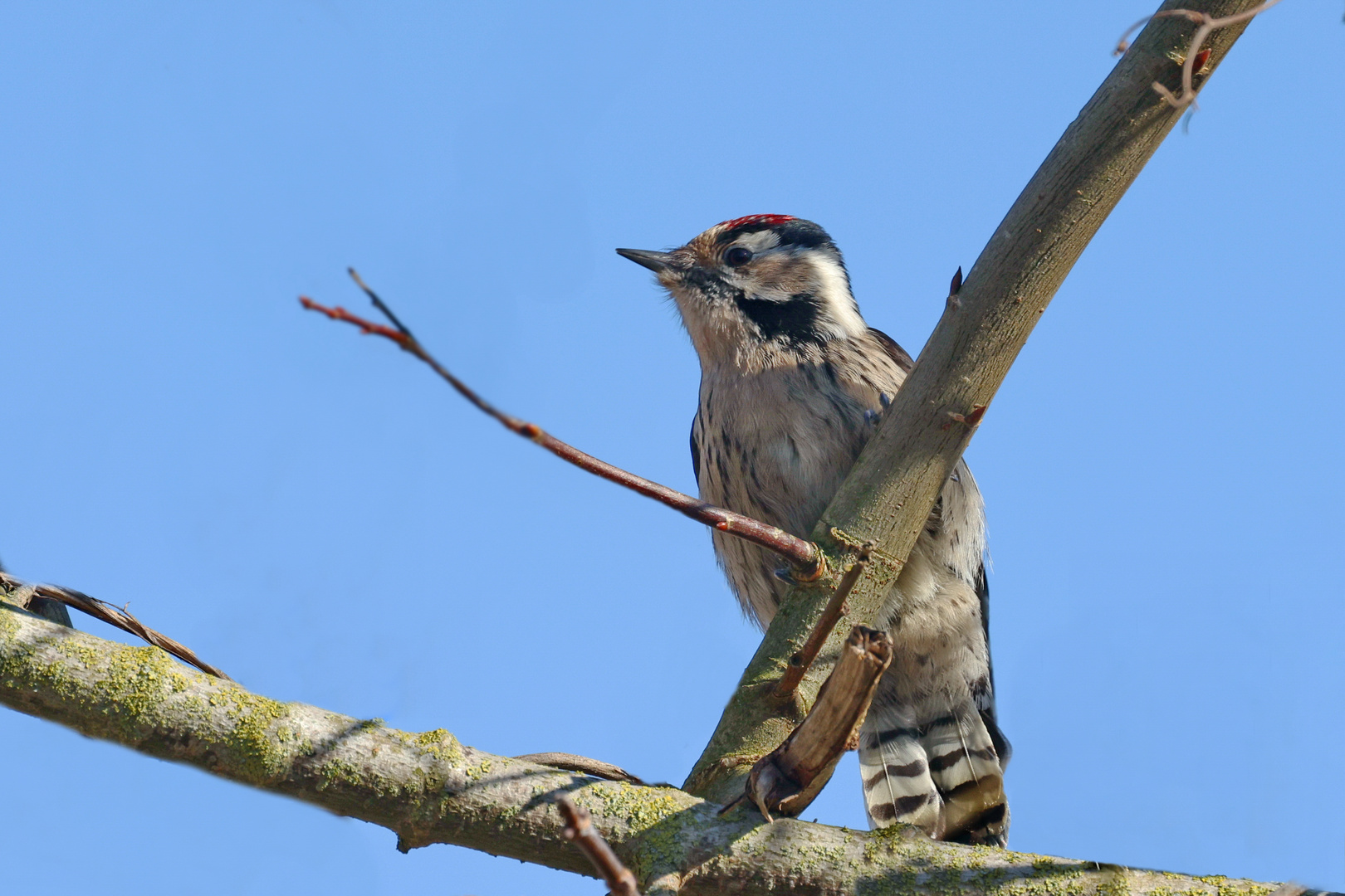 Als der Kleinspecht auftauchte.... Foto & Bild | natur, tiere, vögel ...