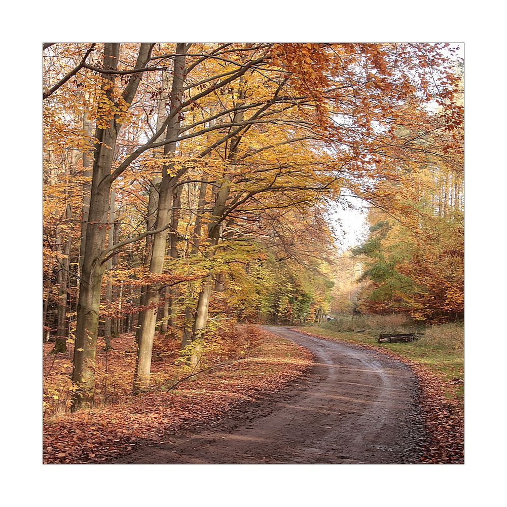 Als der Wald noch bunt war Foto & Bild | wald, bäume, weg Bilder auf ...