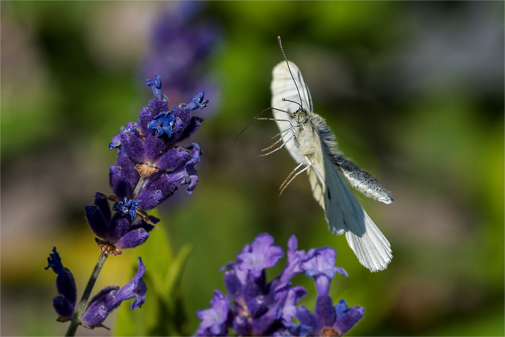 als es noch richtig warm war ..... Foto & Bild | tiere, wildlife ...