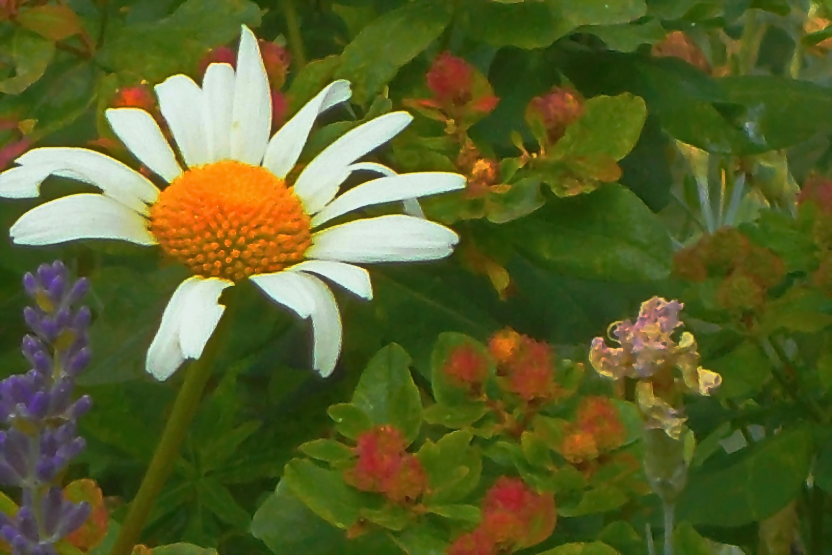 als "Foto-Bild" bearbeitet : heute früh - Margerite's "Morgentupfer ...