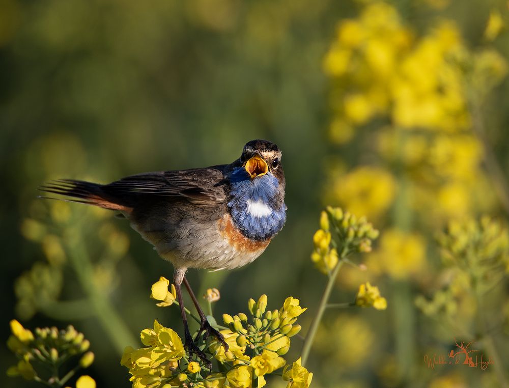 Als hätte er nur auf mich gewartet um........ Foto & Bild | tiere ...