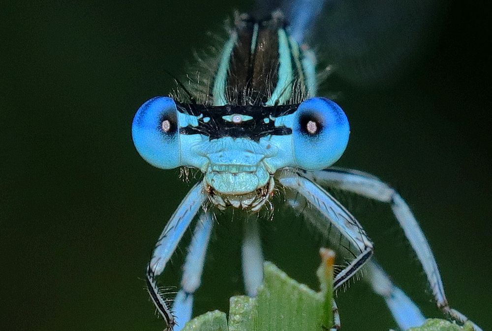 Als mich diese Augen... Foto & Bild | tiere, wildlife, libellen Bilder ...