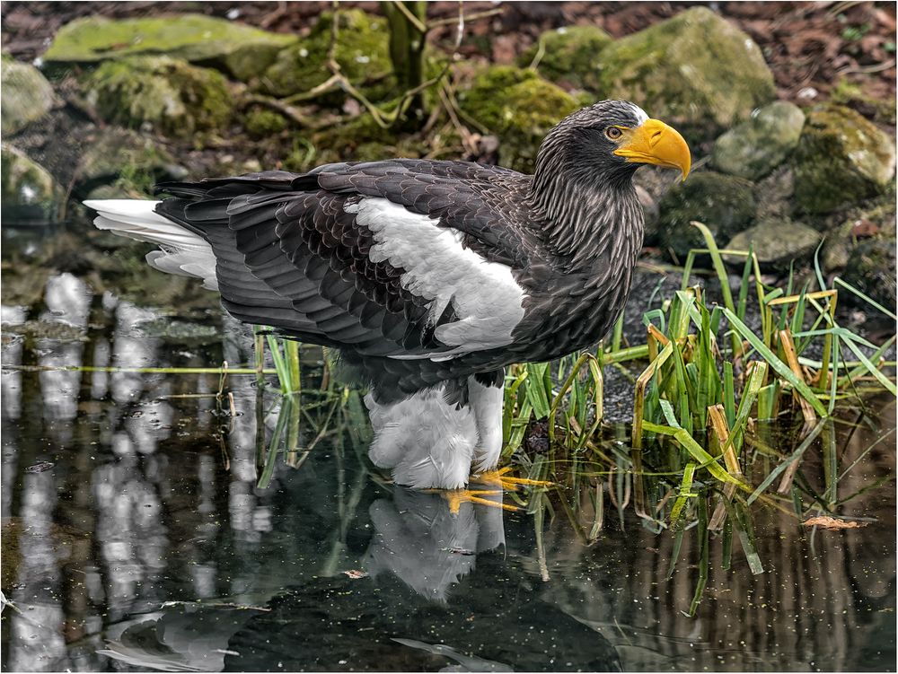 Als wenn er auf mich gewartet hätte..... Foto & Bild | nature, natur ...