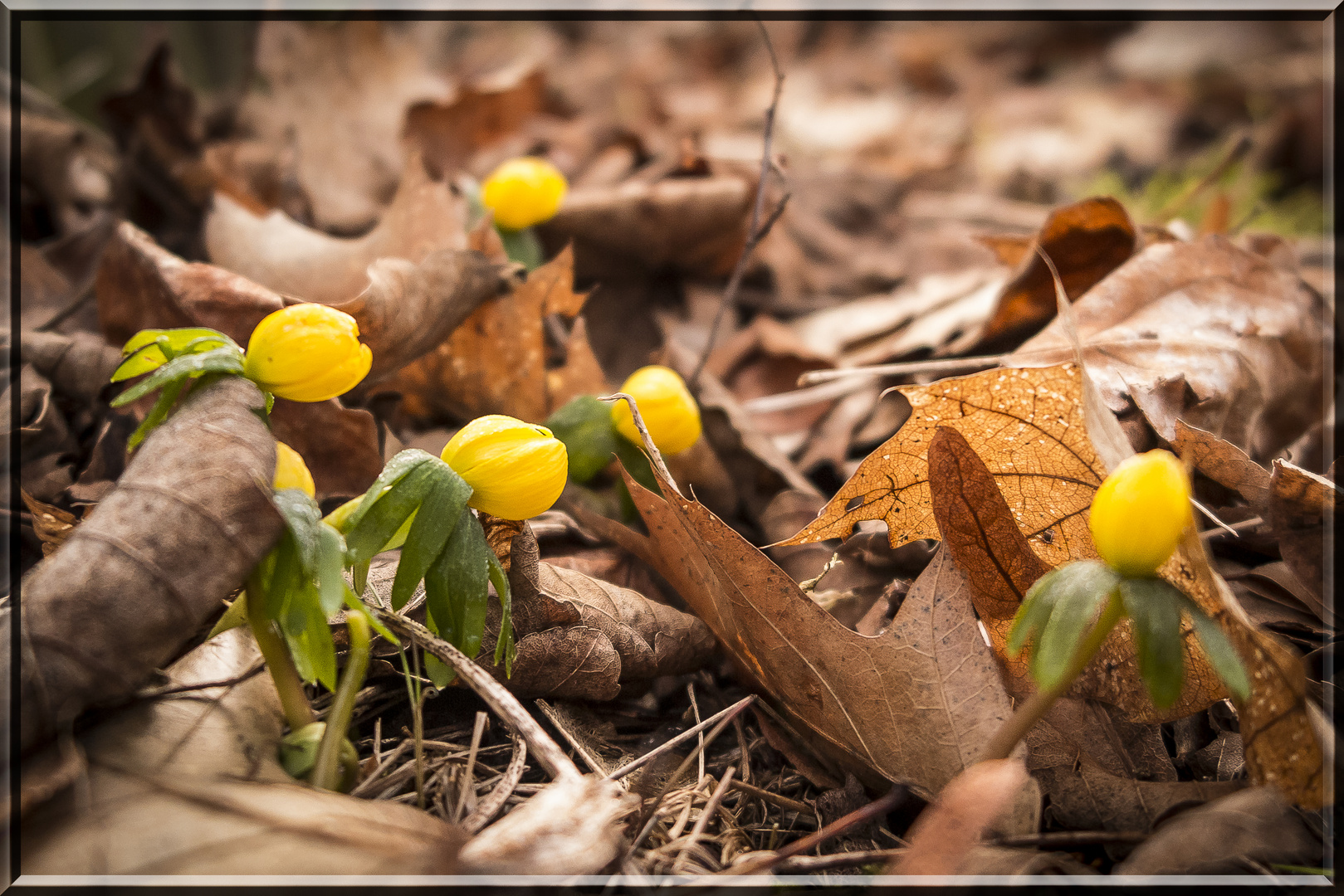 Alt und Neu... ...oder... Foto & Bild | bäume, frühling, natur Bilder ...