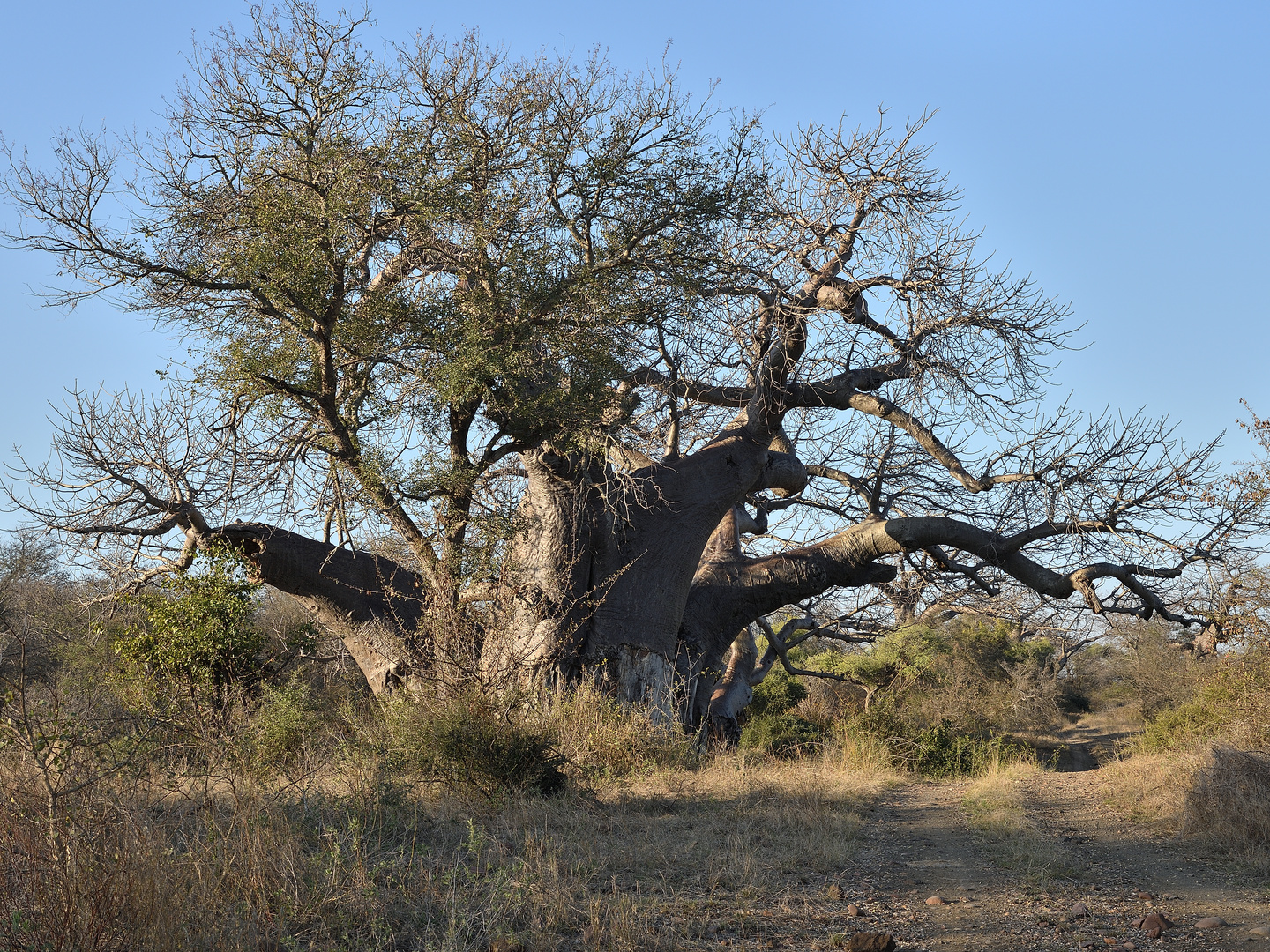 Alt wie ein Baum Foto & Bild | africa, southern africa, south africa ...