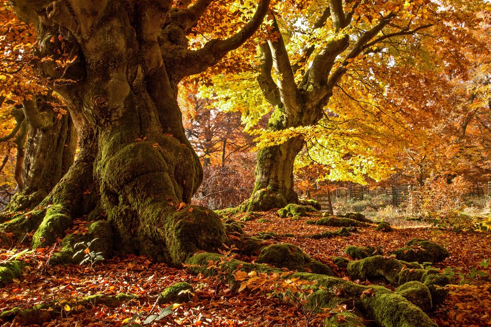 Alt wie ein Baum Foto & Bild | landschaft, jahreszeiten, herbst Bilder auf fotocommunity